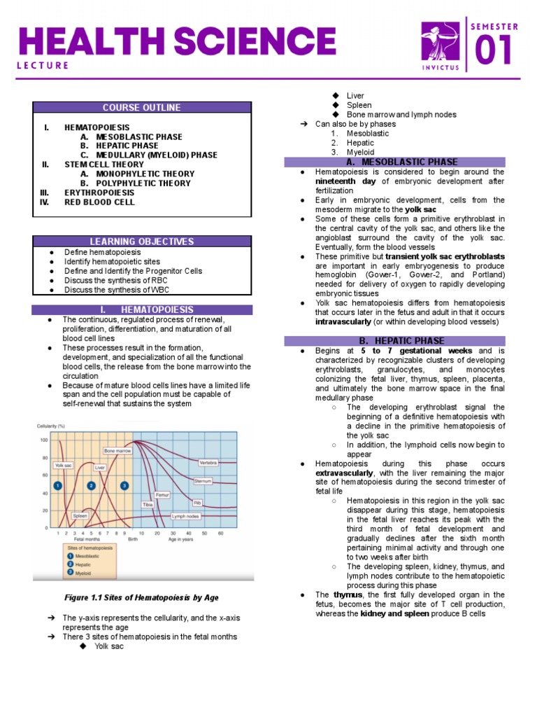 MT1 HSCI LEC L7 Hematopoiesis | PDF | Haematopoiesis | Lymphatic System