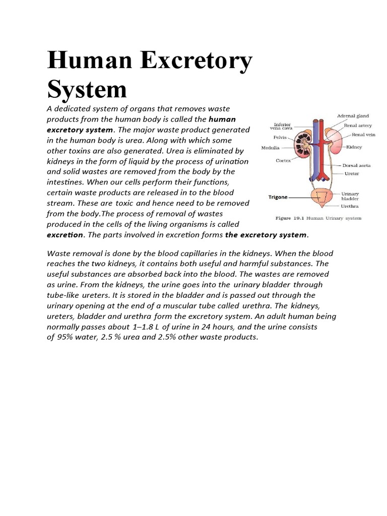 Human Excretory System | PDF