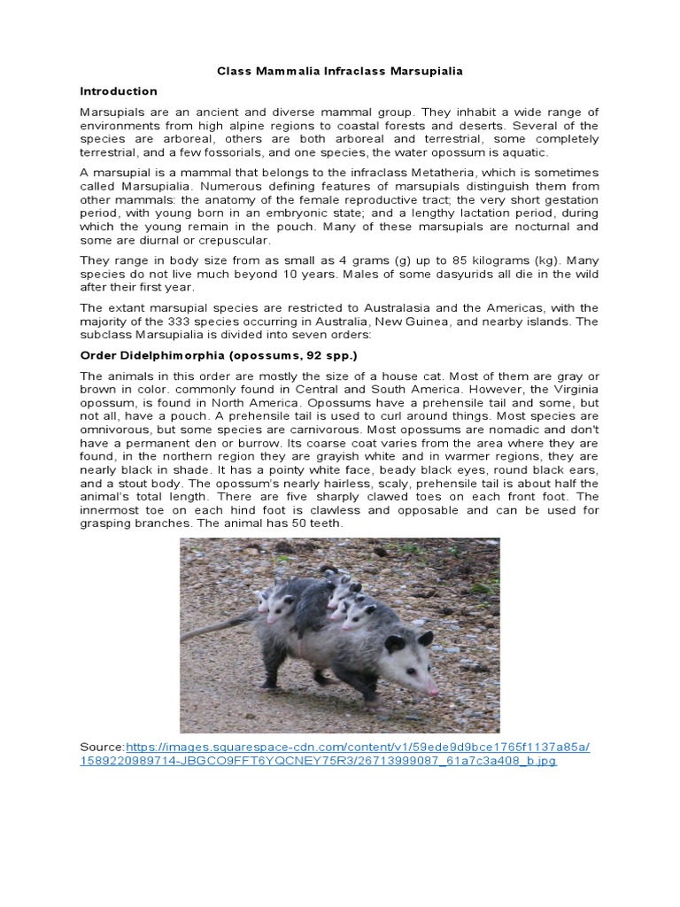 Overview of Marsupialia Classification | PDF | Marsupials | Vagina