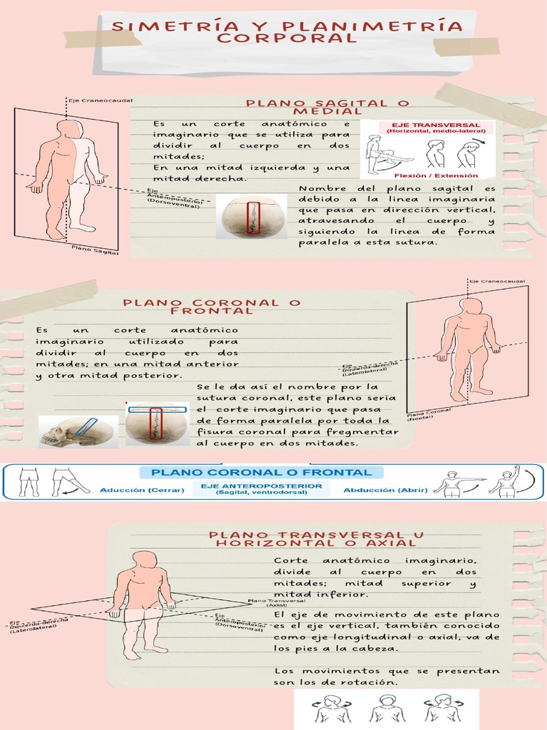 Anatomía de los planos corporales y su importancia en la simetría y ...