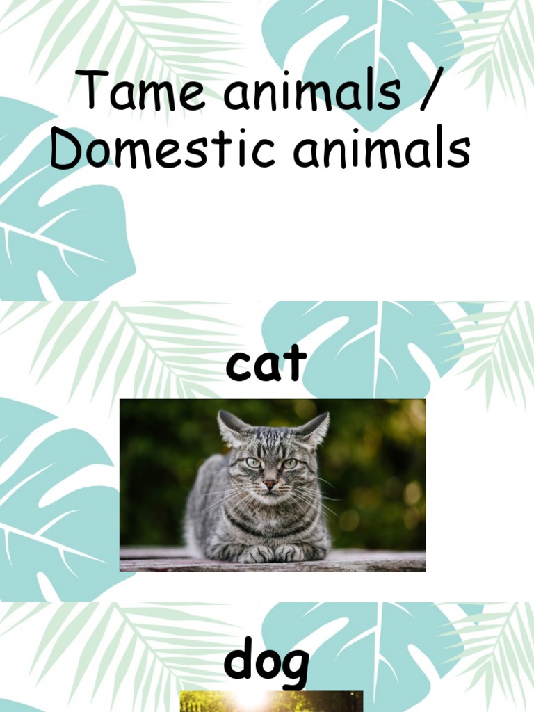 Prasekoalah - Tame Animal | PDF