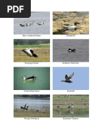 Bto Bird Species Codes | PDF