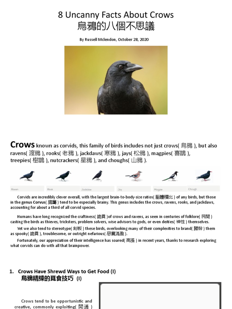 Crow Behaviors | PDF | Ornithology | Birds