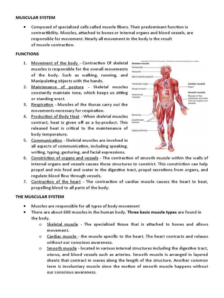 The Muscular System Notes | PDF | Muscle Contraction | Anatomical Terms ...