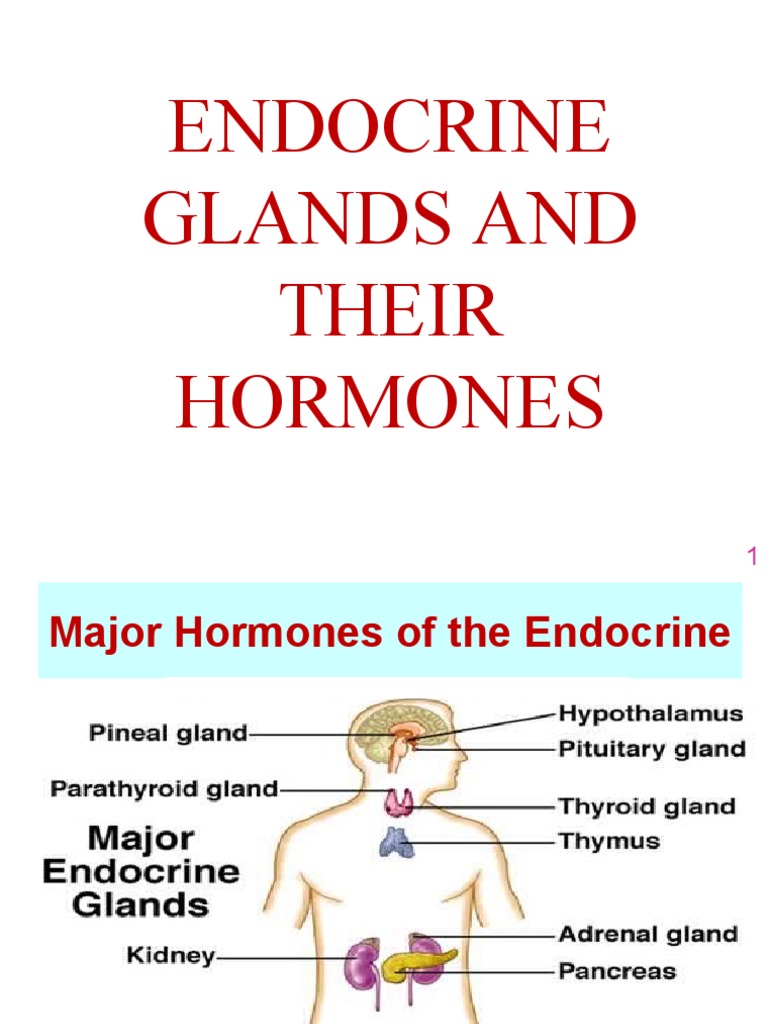 Endocrine Glands and Hormones | PDF | Adrenal Gland | Endocrine System