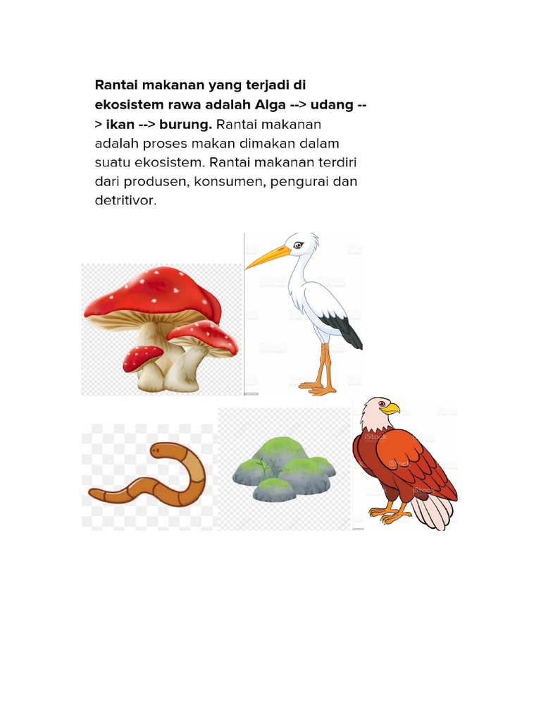 Rantai Makanan | PDF