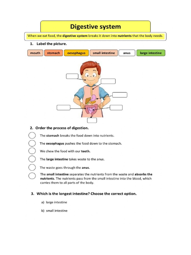 Digestive System 3 | PDF