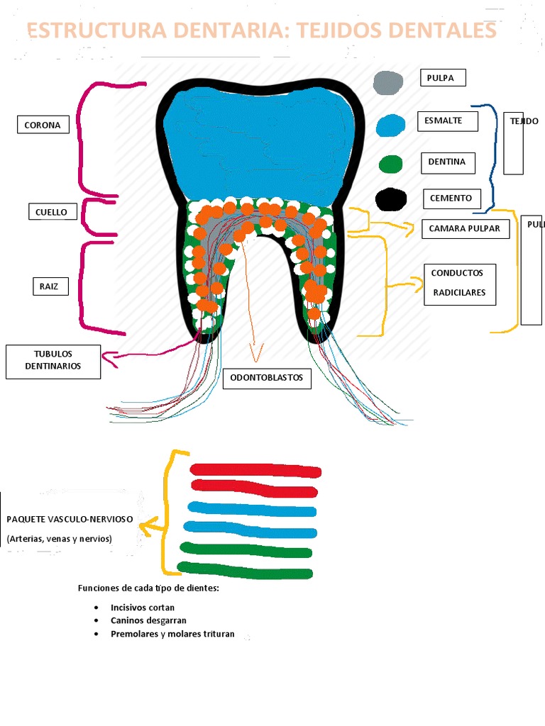 Anatomia Del Diente | PDF
