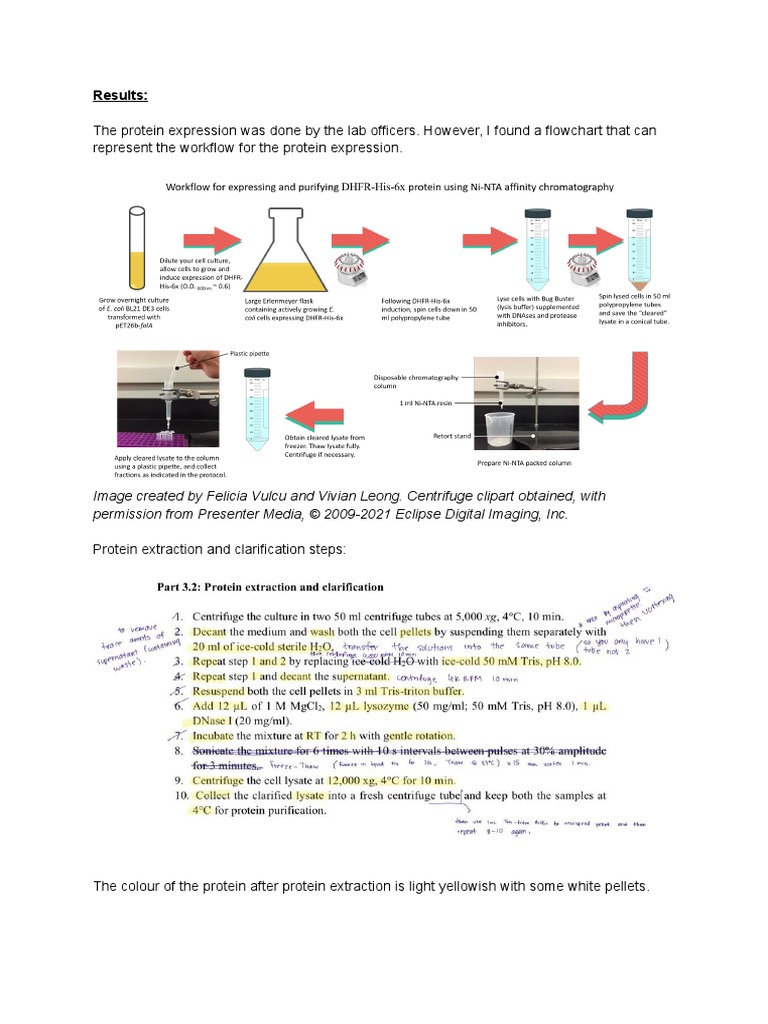 Technique Lab Report | PDF | Protein Purification | Proteins