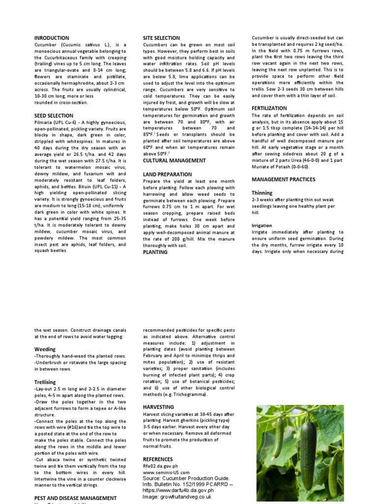 Cucumber Production Guide | PDF | Cucumber | Soil
