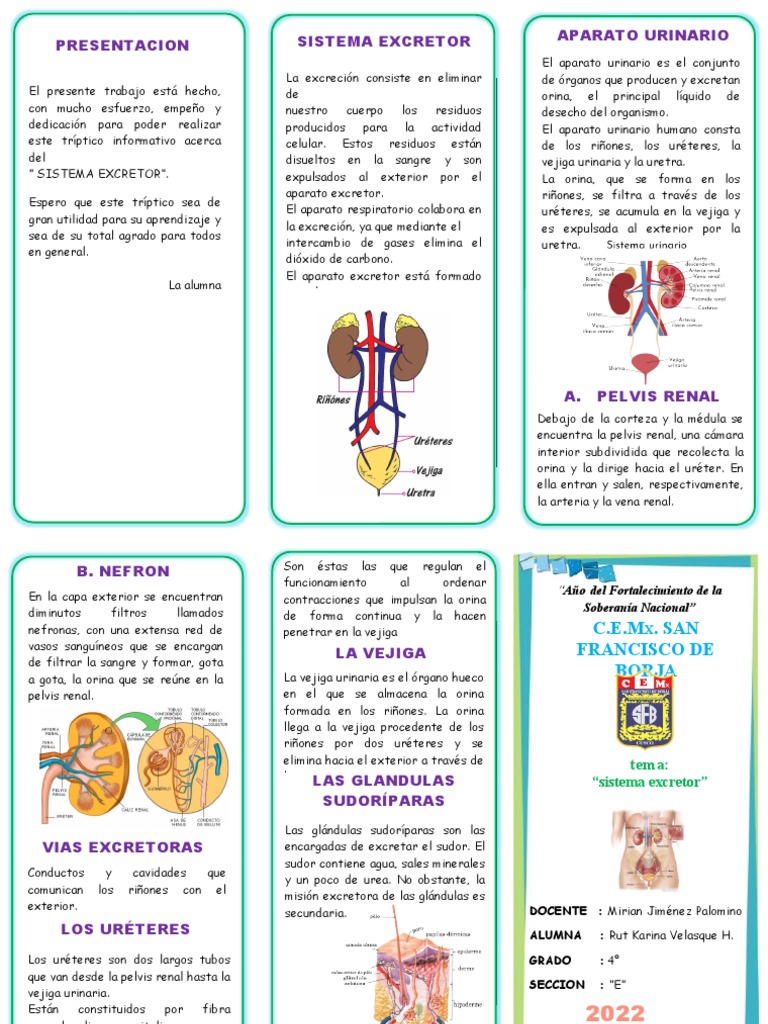 Triptico Sistema Extcretor | PDF | Sistema urinario | Riñón