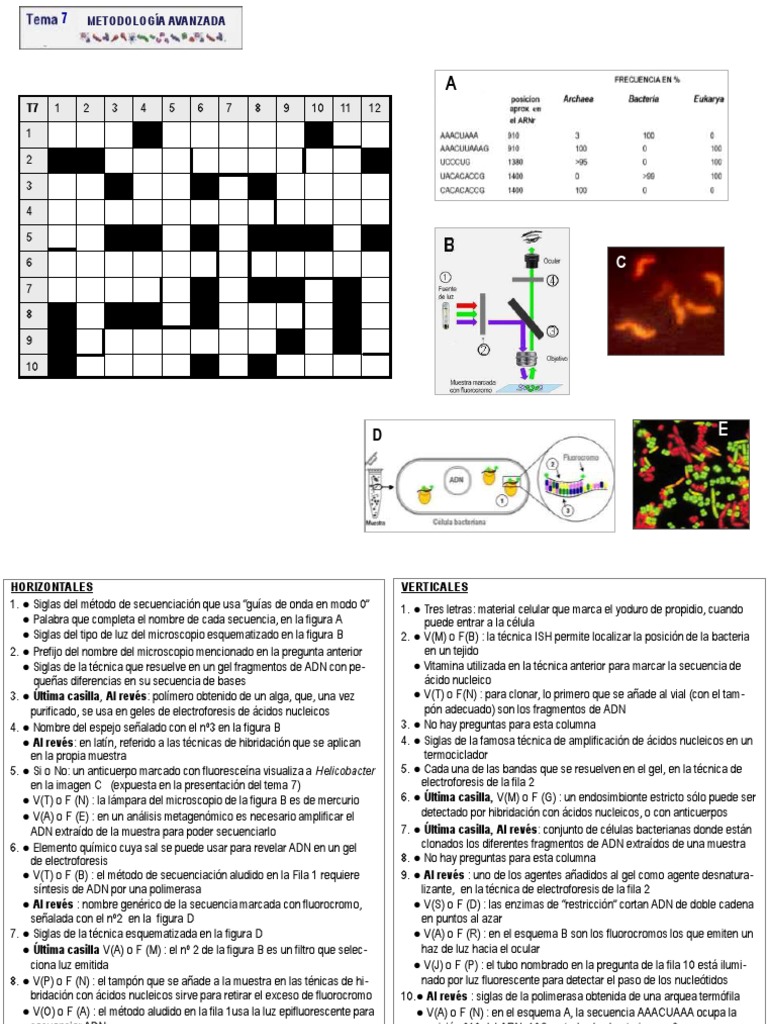 Crucigrama Tema 7 | PDF | Secuencia ADN | Adn