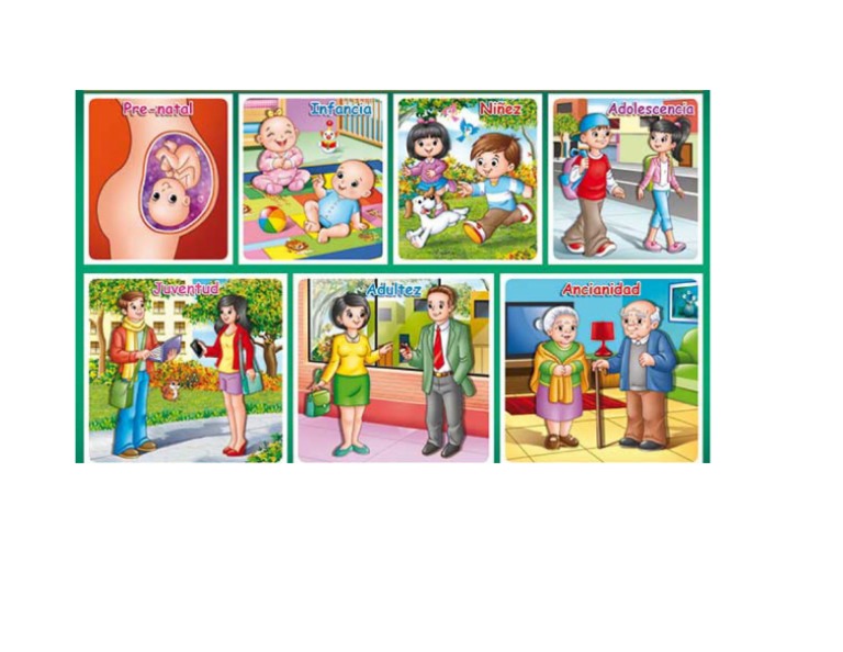 Etapas Del Ser Humano | PDF