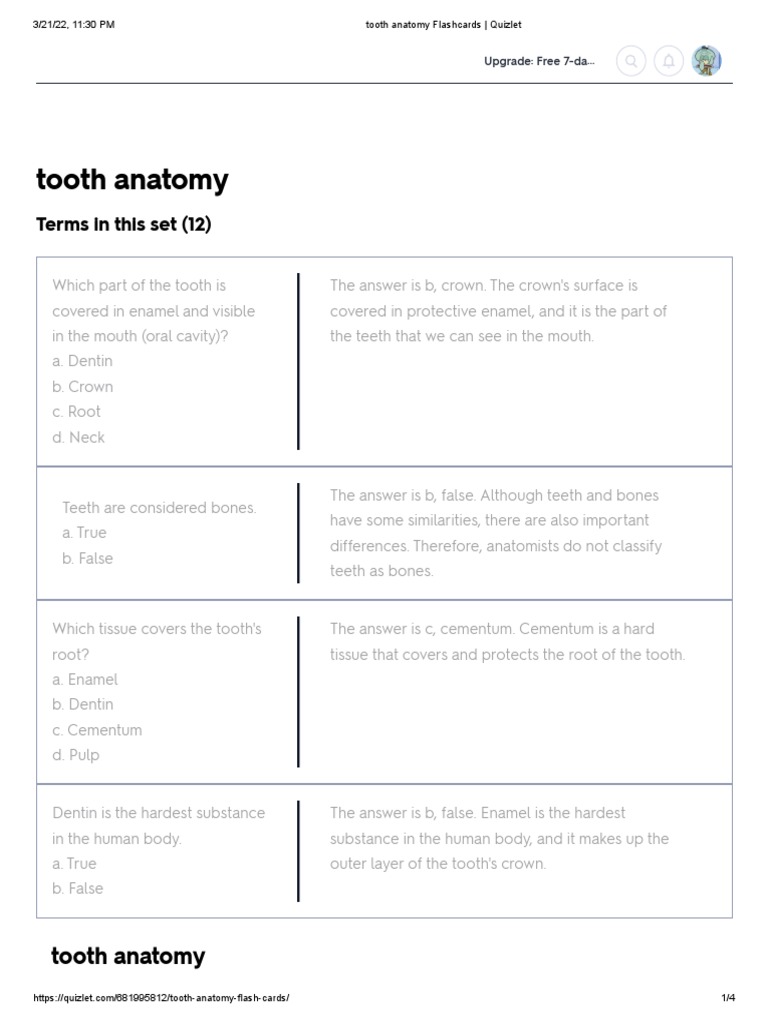 Tooth Anatomy Flashcards Overview | PDF | Human Tooth | Dentin