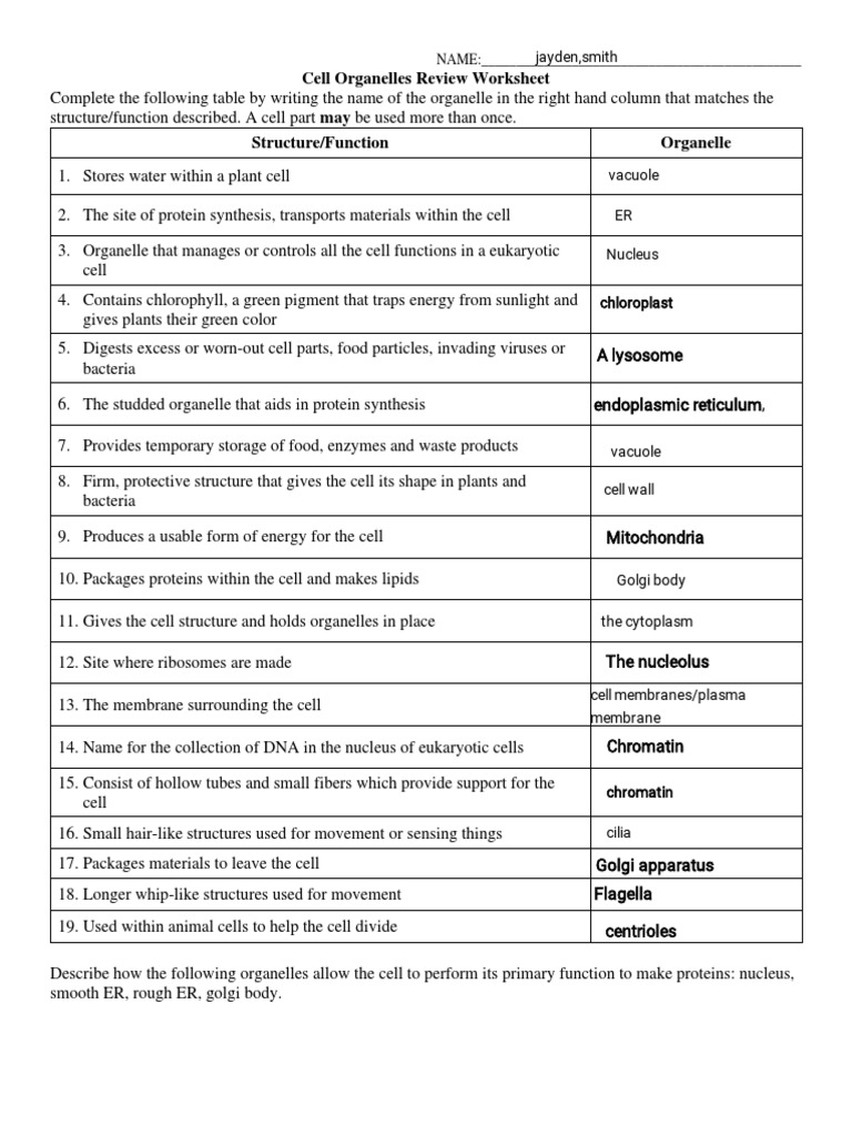 Jayden Smith - Handout - Cell Organelle Review Worksheet | PDF
