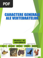 Pronumele de Intarire | PDF