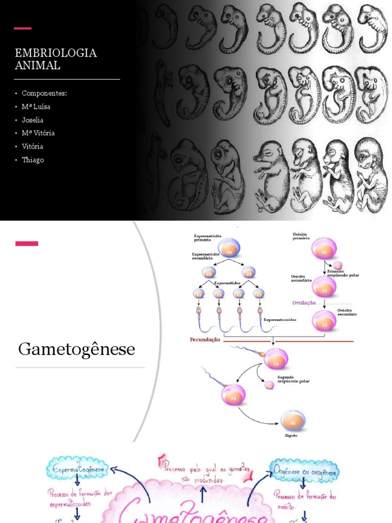 Embriologia Animal | PDF