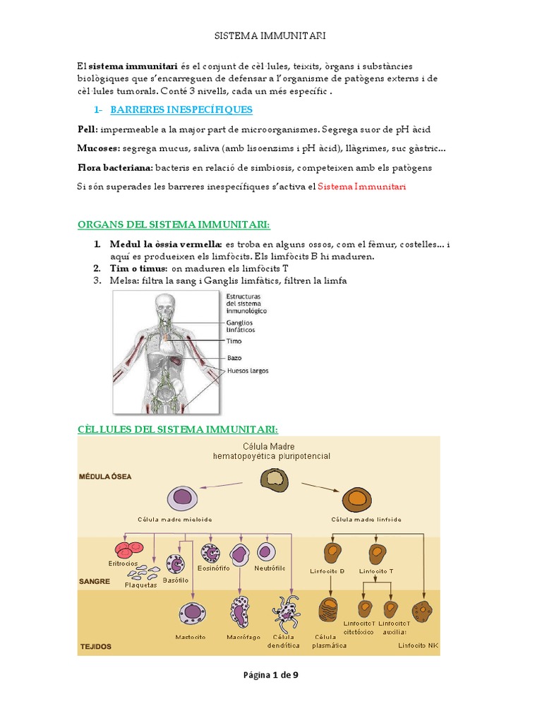 Esquema Immunologia | PDF