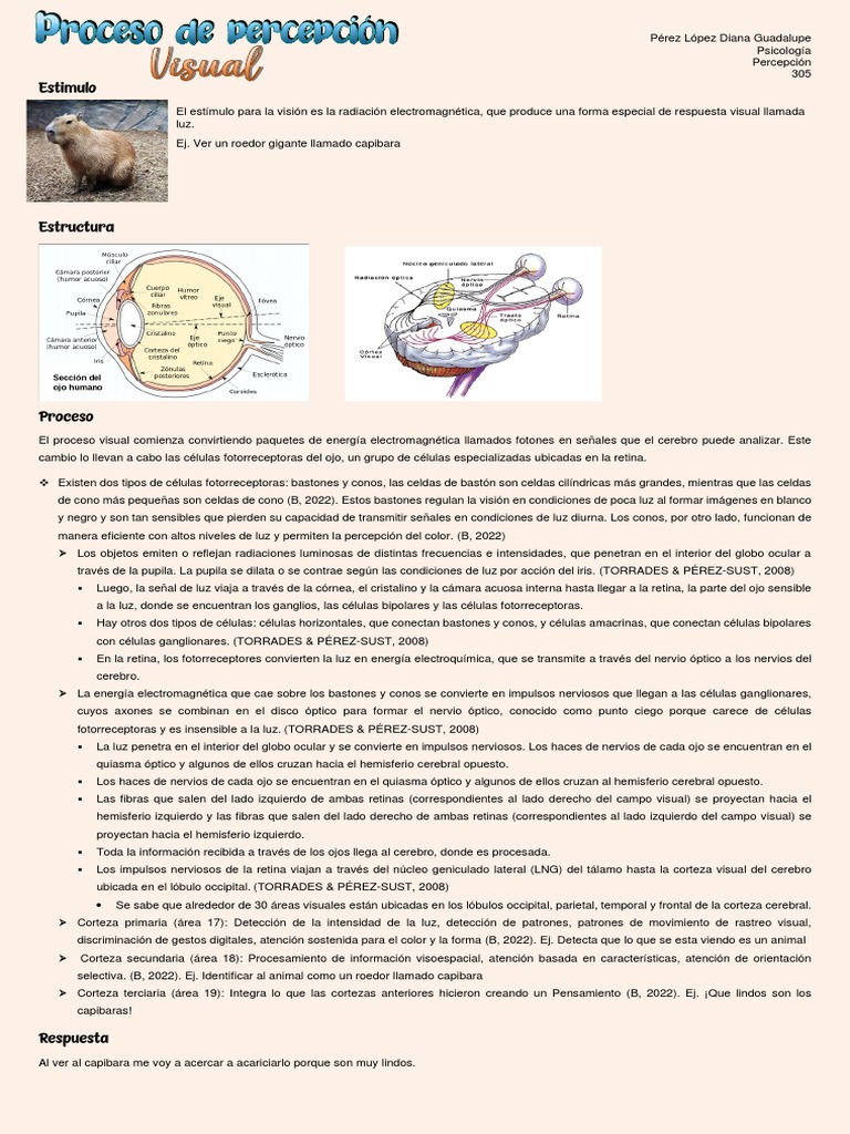 Percepción de los sentidos | PDF | Percepción visual | Escuchando