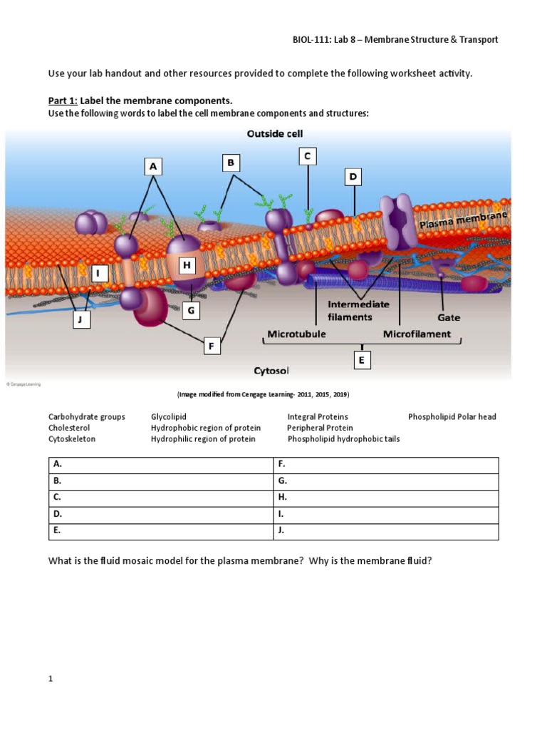 Biol-111 - Membrane Structure & Transport Worksheet | PDF | Science ...