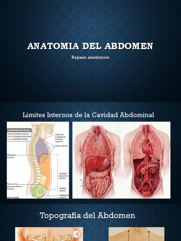 Anatomia Del Abdomen | PDF | Abdomen | Páncreas