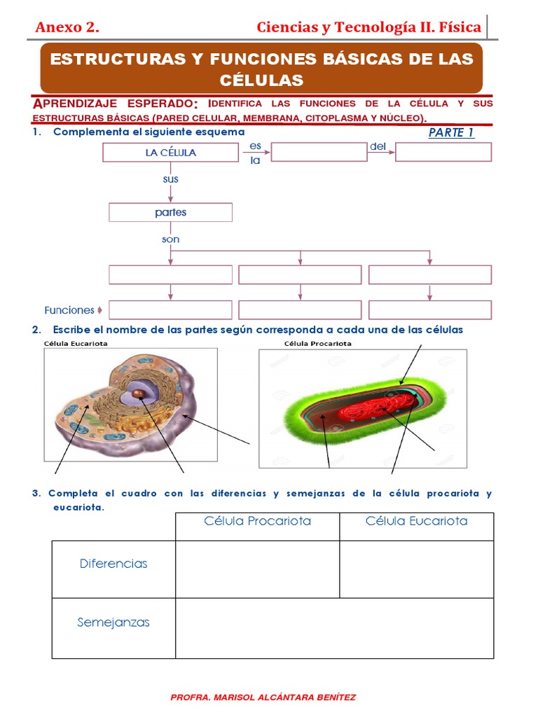 Anexo 2. Estructuras Celulares | PDF | Biología Celular) | Cloroplasto