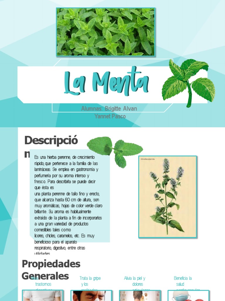 La Menta | PDF | Mentha | Productos cosméticos