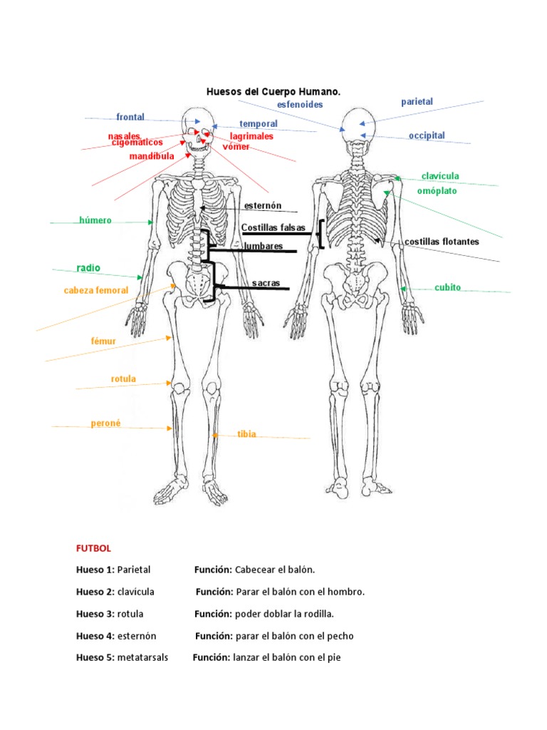 Sistema Locomotor | PDF | Articulación | Esqueleto