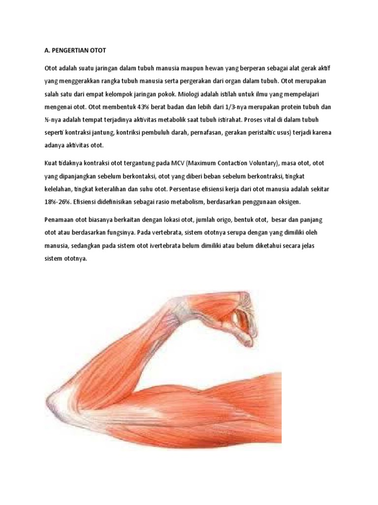 Materi Otot | PDF