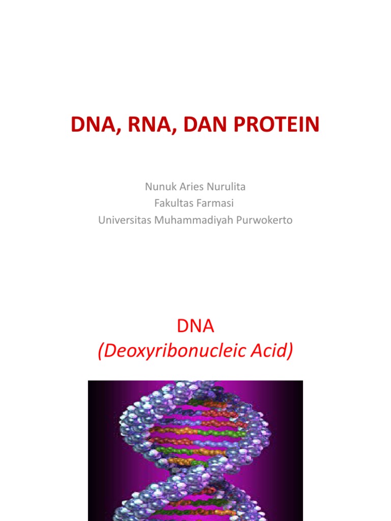 Dna, Rna, Dan Protein 1 | PDF | Rna | Dna