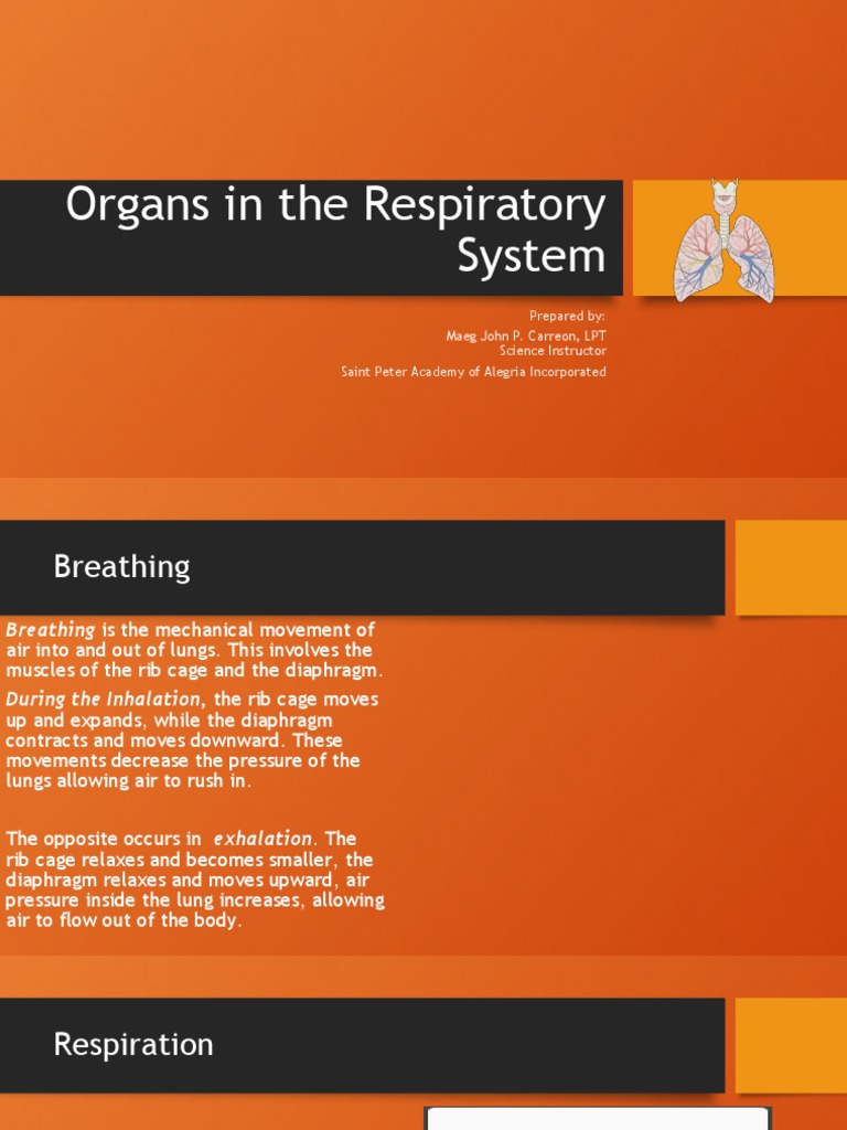 Organs in The Respiratory System | PDF | Respiratory System ...