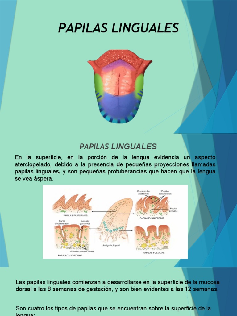 Tipos de Papilas Linguales y Funciones | PDF | Lengua | Morfología ...