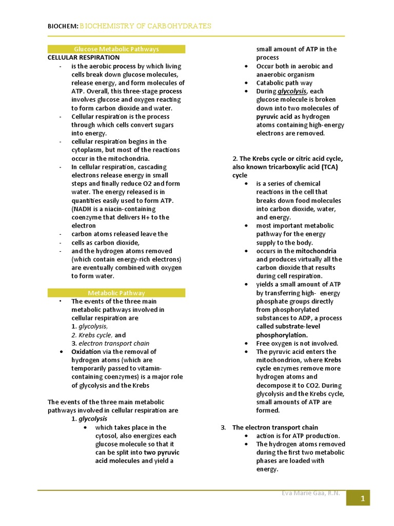 The Three Main Metabolic Pathways of Cellular Respiration: Glycolysis ...