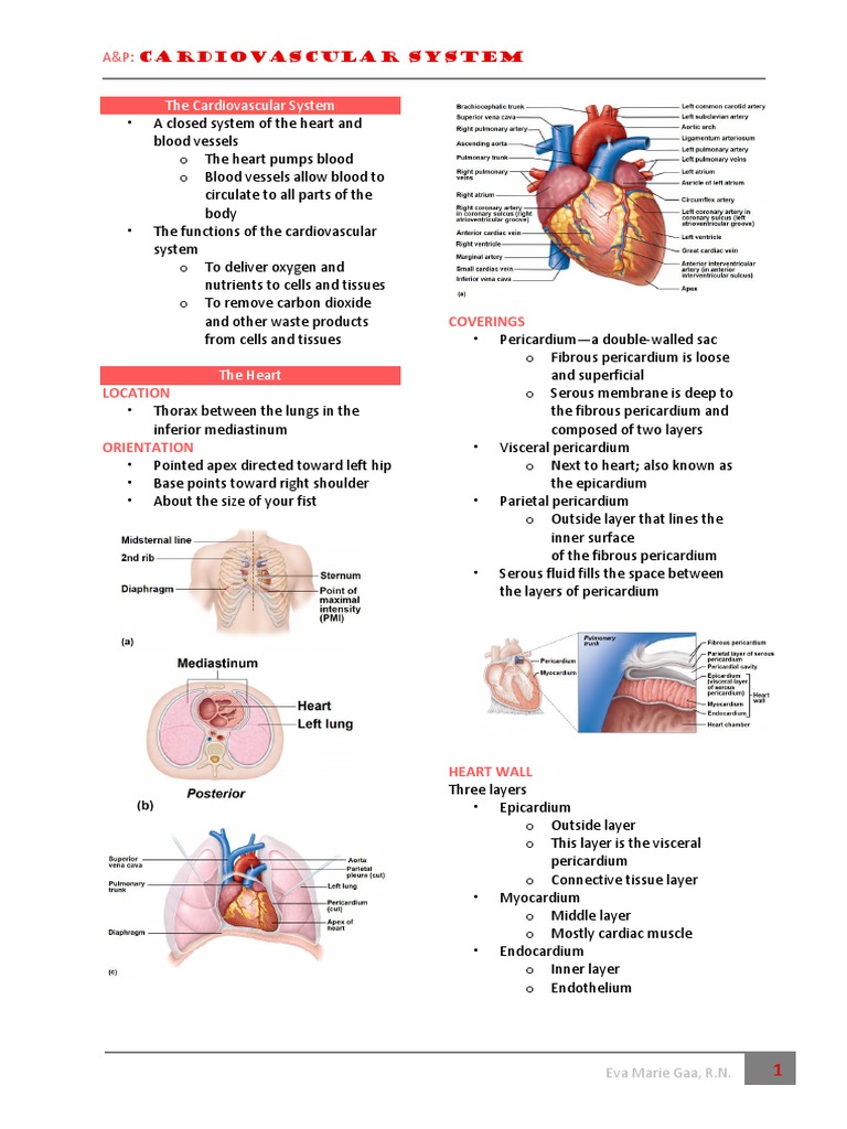 Cardiovascular System - Reviewer | PDF | Heart | Heart Valve