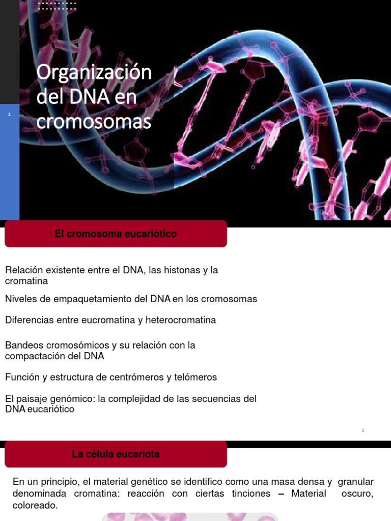 Organización del ADN en Cromosomas | PDF | Cromosoma | Cromatina