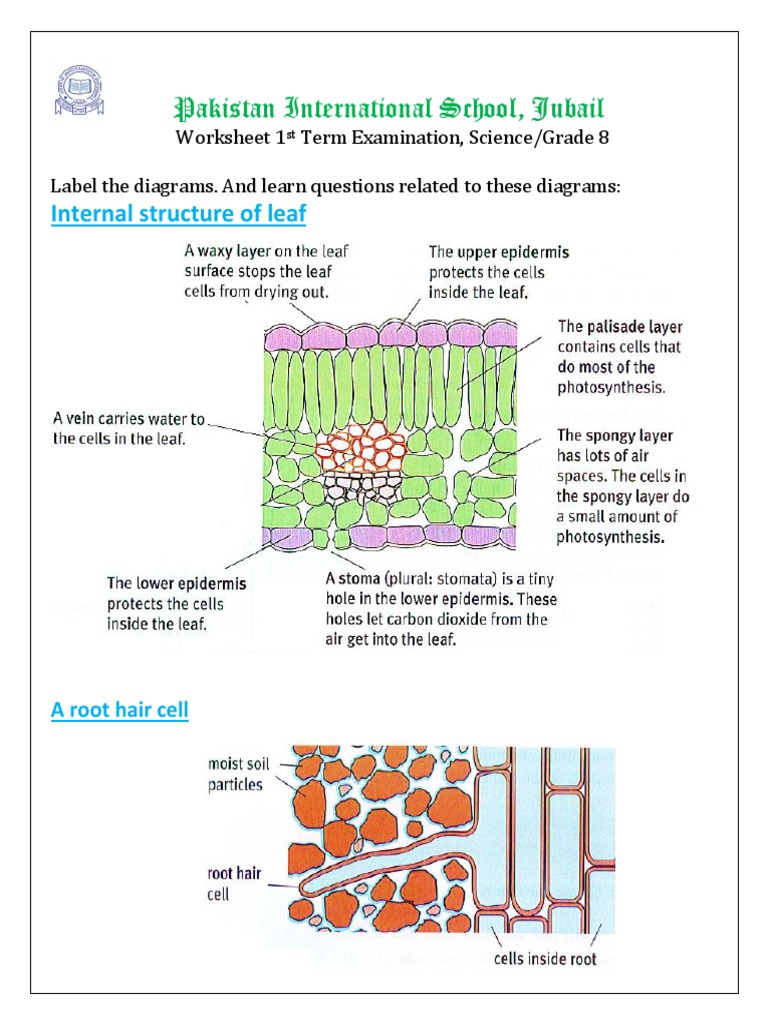 Label Diagram Grade 8 Science | PDF