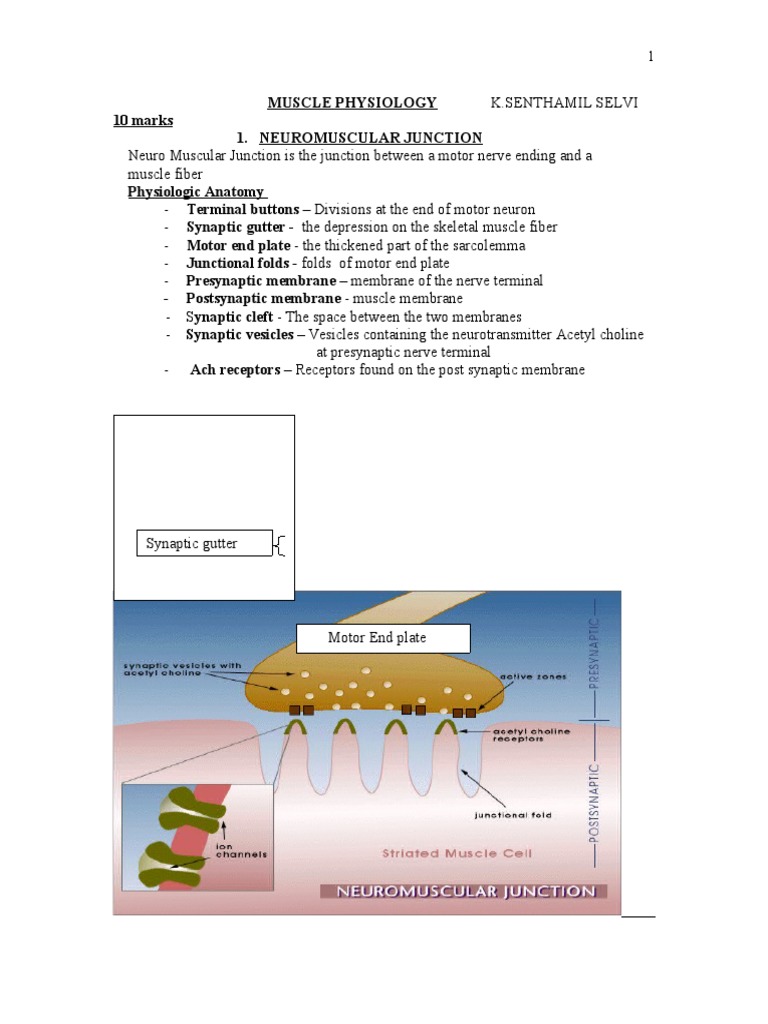 Muscle Physiology Notes | PDF