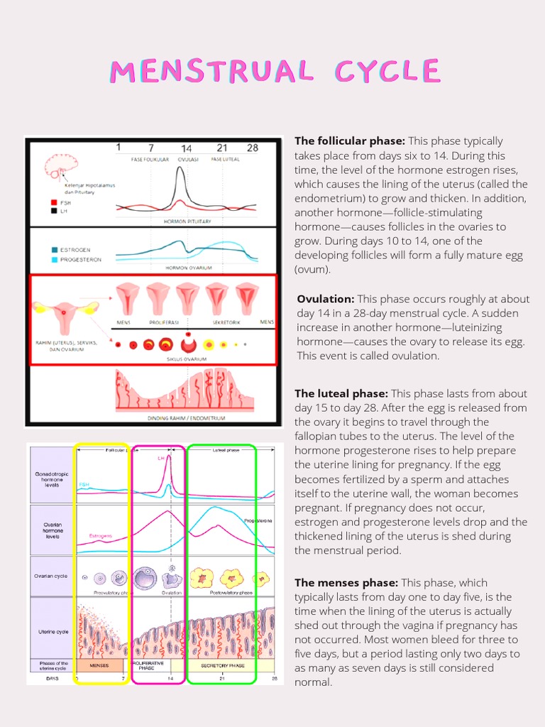 Menstrual Cycle Phases and Hormones | PDF | Wellness