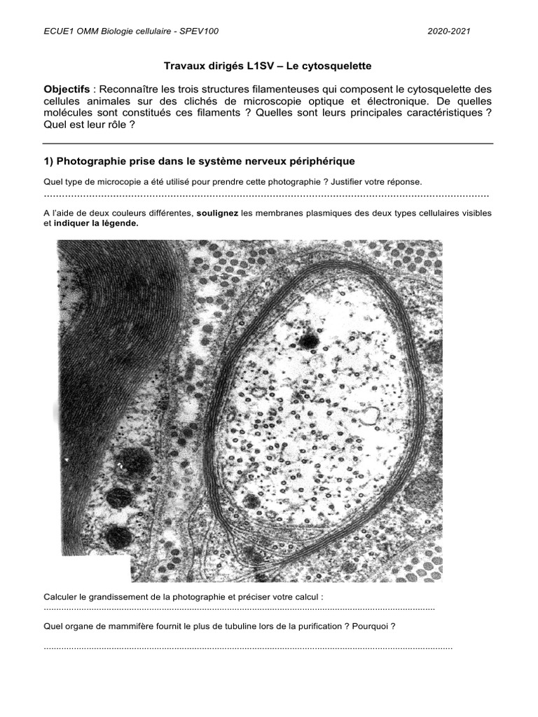 Cytosquelette: Structures et Fonctions | PDF | Cellule (Biologie ...
