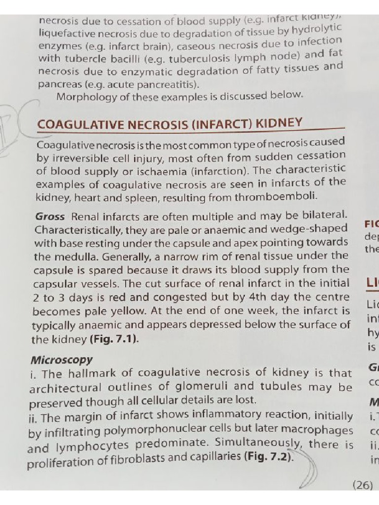 Histopathology | PDF