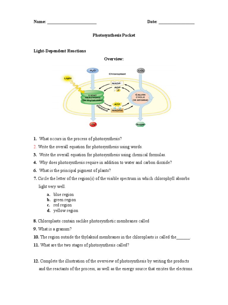 Photosynthesis Worksheet | PDF | Photosynthesis | Chloroplast