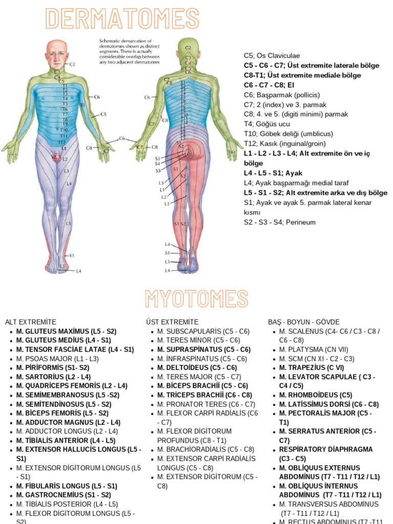 Myotomes And Dermatomes Chart