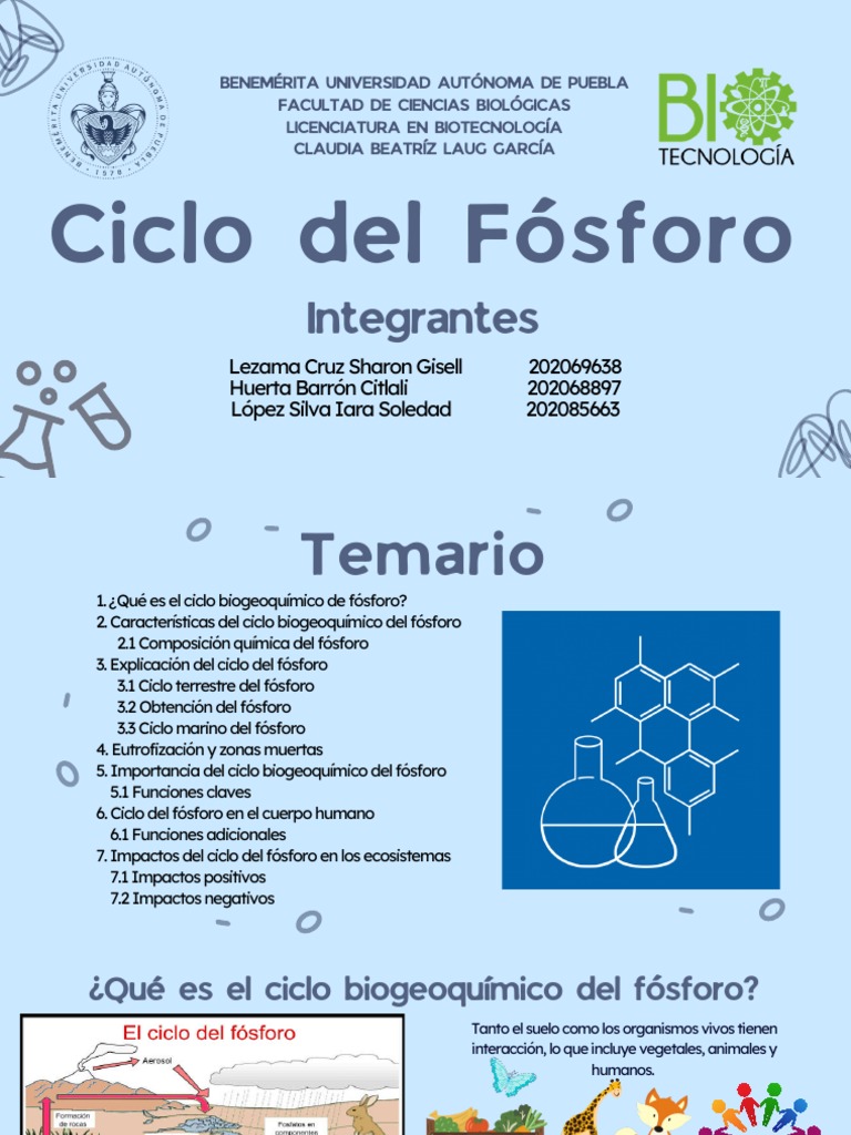 Ciclo Del Fósforo - Ecología | PDF | Plantas | Organismos