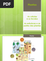 Aula 02 - Organização Estrutural Das Plantas | PDF | Raiz | Célula ...