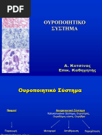 TO ΟΥΡΟΠΟΙΗΤΙΚΟ ΣΥΣΤΗΜΑ-ΑΝΑΤΟΜΙΑ | PDF