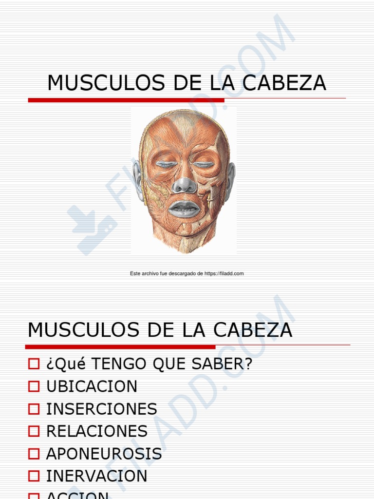 Clase de Musculos de La Cara | PDF | Anatomía humana | Anatomía