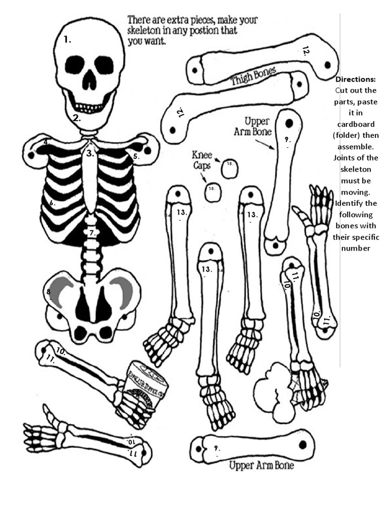 Skeletal System Activity | PDF | Skeleton | Musculoskeletal System