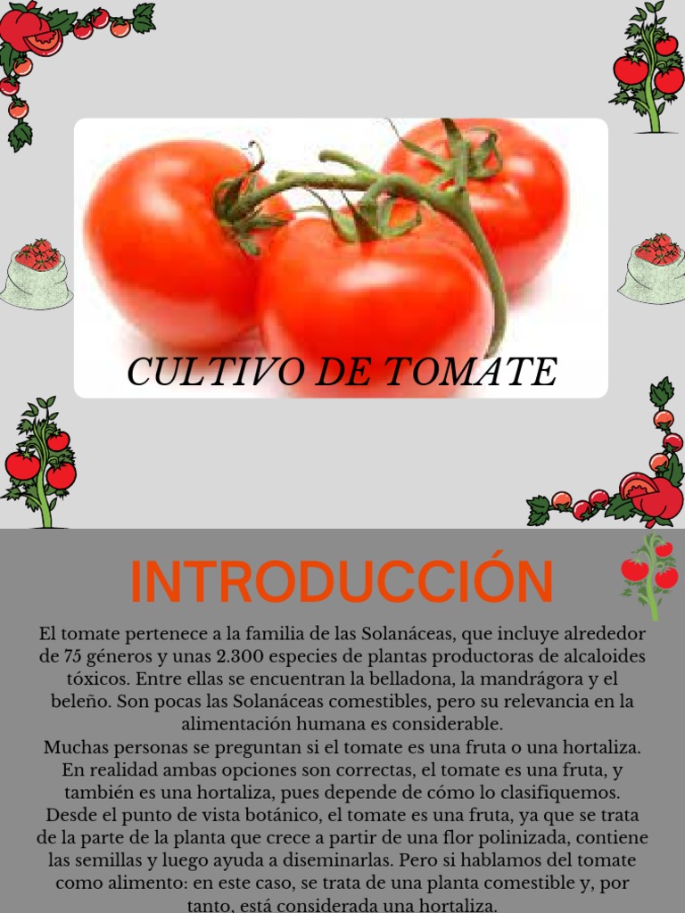 Cultivo de Tomate Semana14 Fitogenetica | PDF | Flores | Tomate