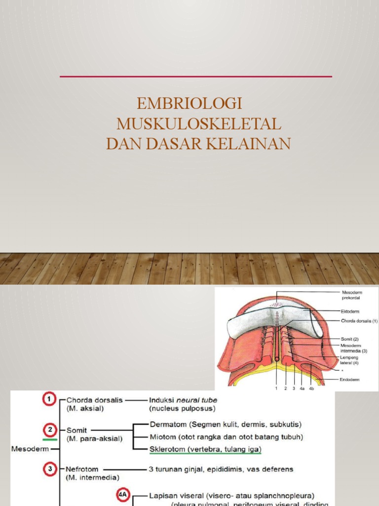 KP 1.2.3.1 Embriologi Sistem Muskuloskletal Serta Dasar Kelainannya | PDF