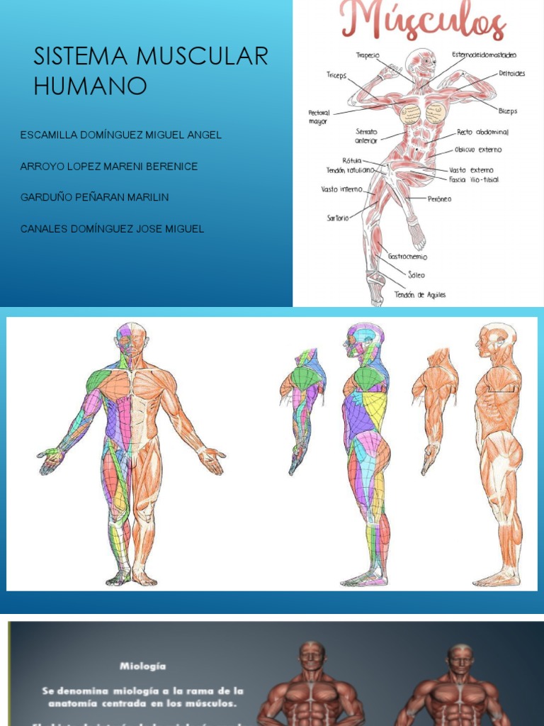 Músculos del Cuello y Genioideo | PDF | Abdomen | Nariz humana